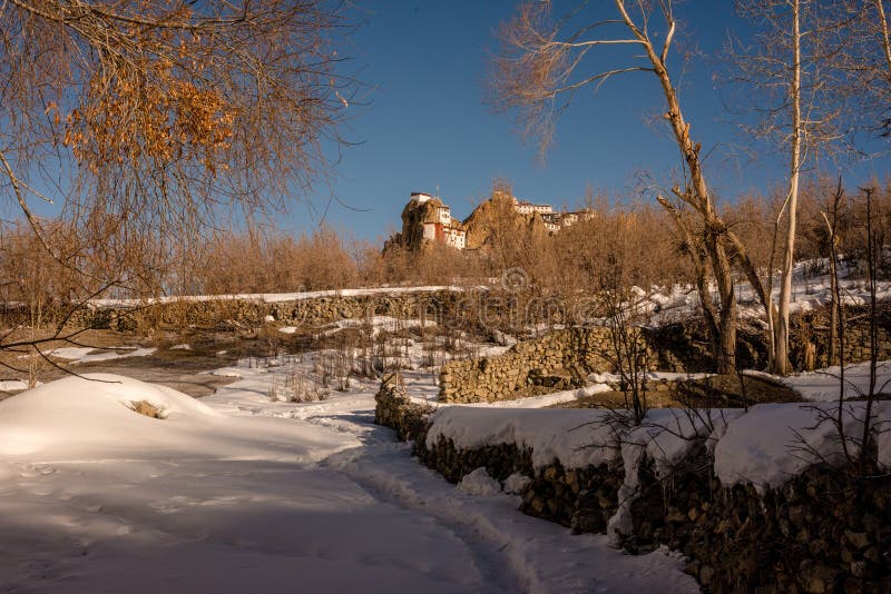 Dry Tree in Winters in Himalayas - India Stock Photo - Image of tibetan ...