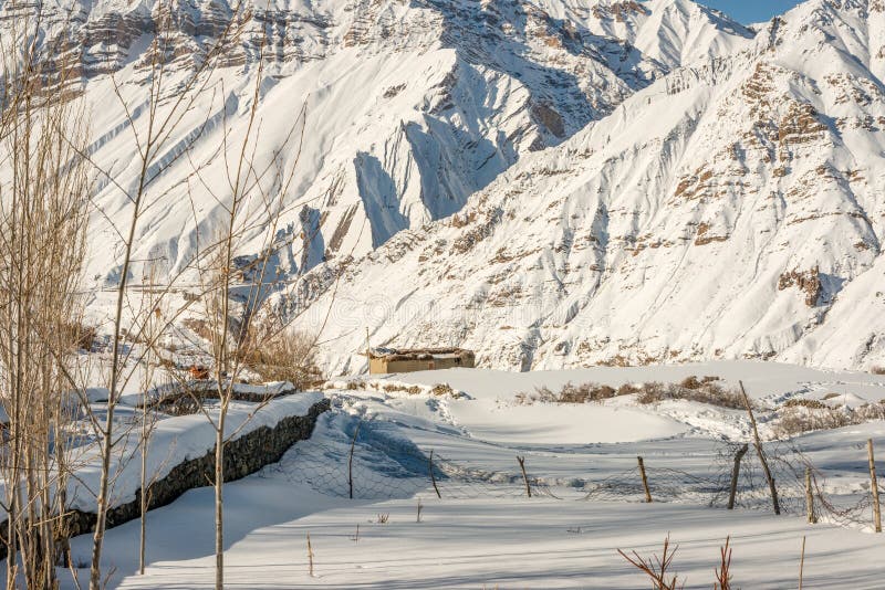 Dry Tree in Winters in Himalayas - India Stock Image - Image of winter ...