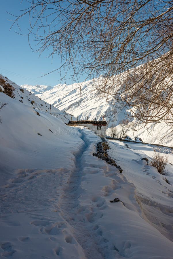 Dry Tree in Winters in Himalayas - India Stock Photo - Image of india ...