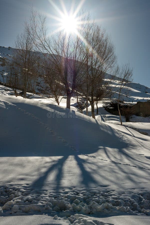 Dry Tree in Winters in Himalayas - India Stock Image - Image of nako ...