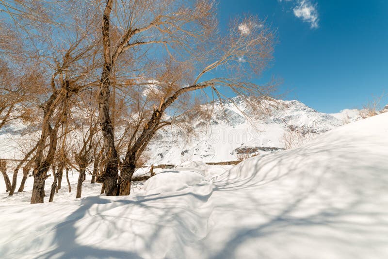 Dry Tree in Winters in Himalayas - India Stock Image - Image of winter ...