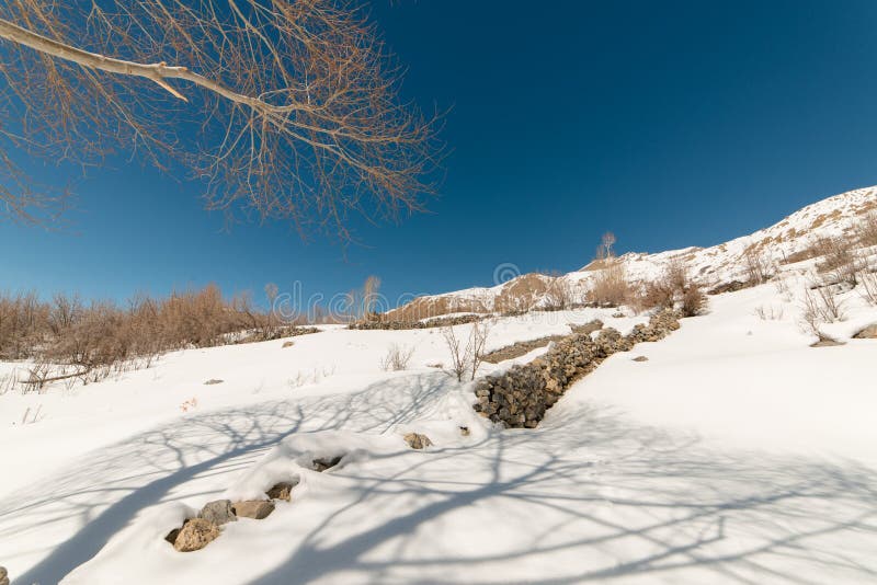 Dry Tree in Winters in Himalayas - India Stock Image - Image of white ...