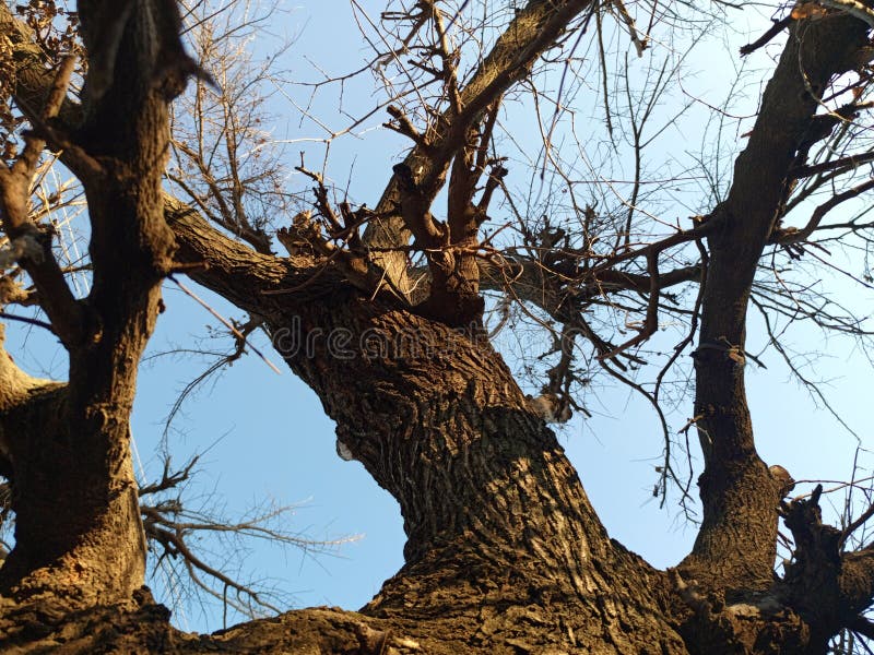 Dry Tree with Withered Branches in a Natural Landscape Stock Image ...