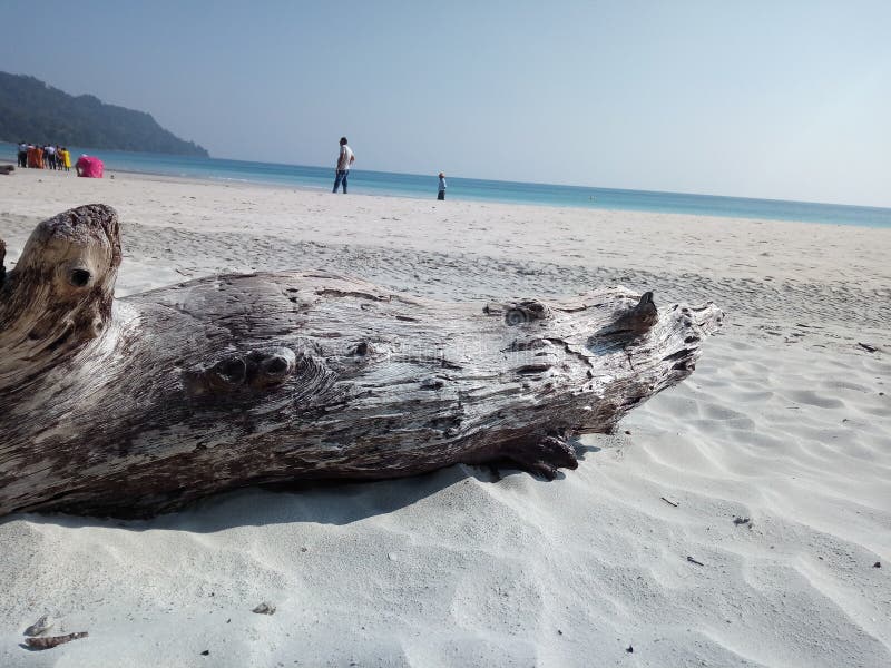 Dry Tree Wood at Beach Andman Nicobar Islands Beaches Editorial ...