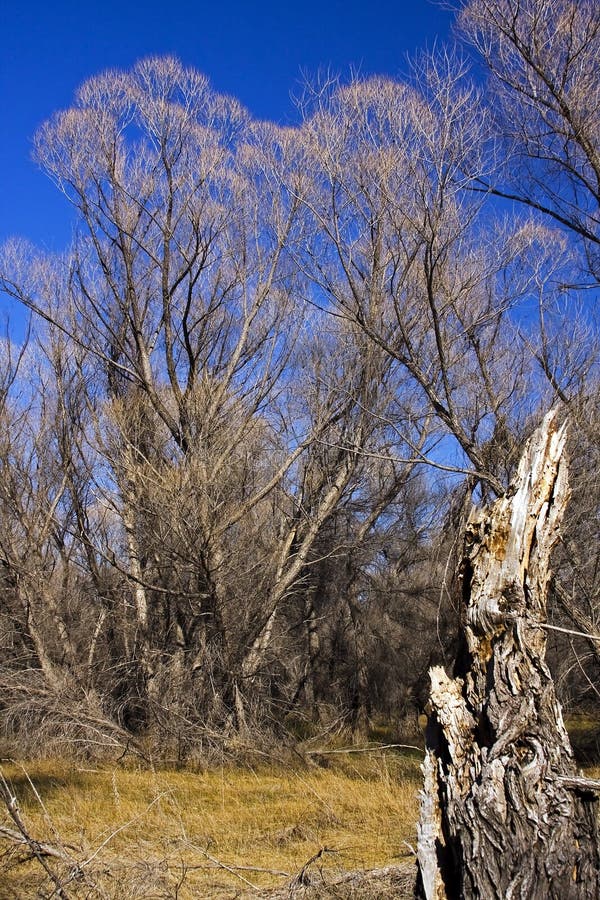 Dry trees stock image. Image of hand, light, earth, coconut - 58709927