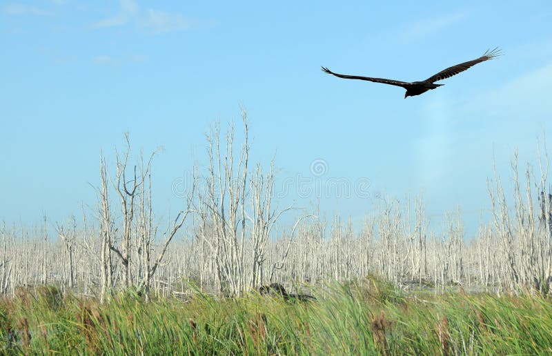 Dry trees stock photo. Image of dead, trees, woods, drought - 20167728