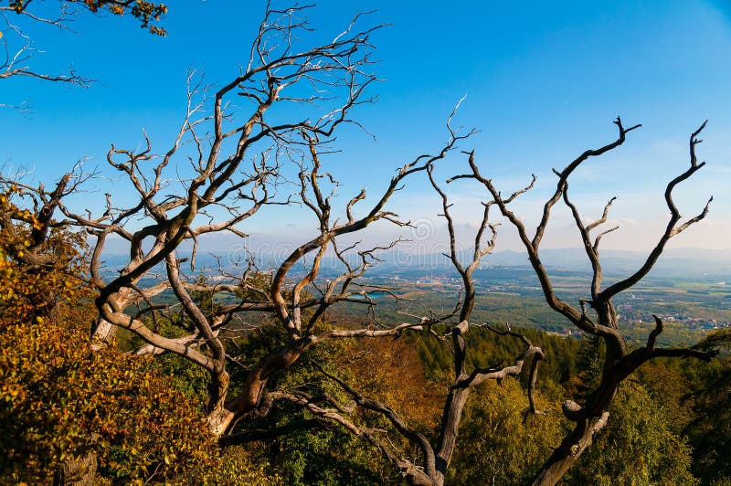 Dry trees stock image. Image of nature, trees, travel - 28851537
