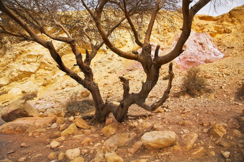The dry trees stock photo. Image of plant, drought, climate - 7431650