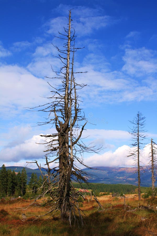 Dry trees autumn stock image. Image of giant, mountains - 16150087