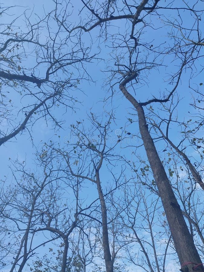 Dry Trees in Autumn are Very Pretty Stock Image - Image of pretty ...
