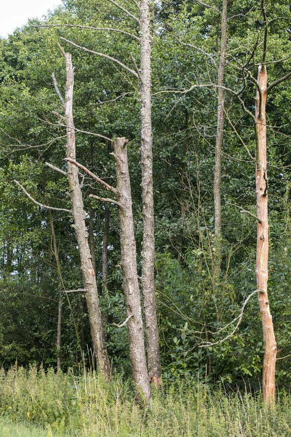 Dry trees without bark stock image. Image of tropical - 124321849