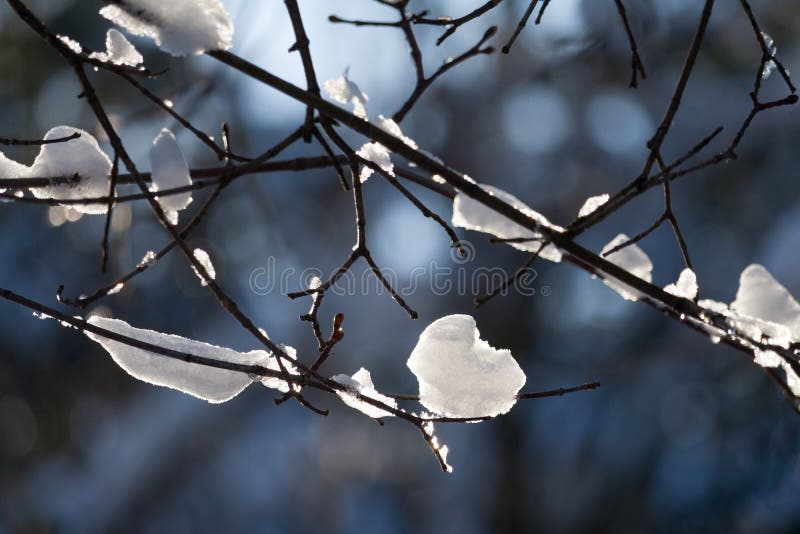 Dry Trees Branches Covered with Snow Stock Photo - Image of branches ...
