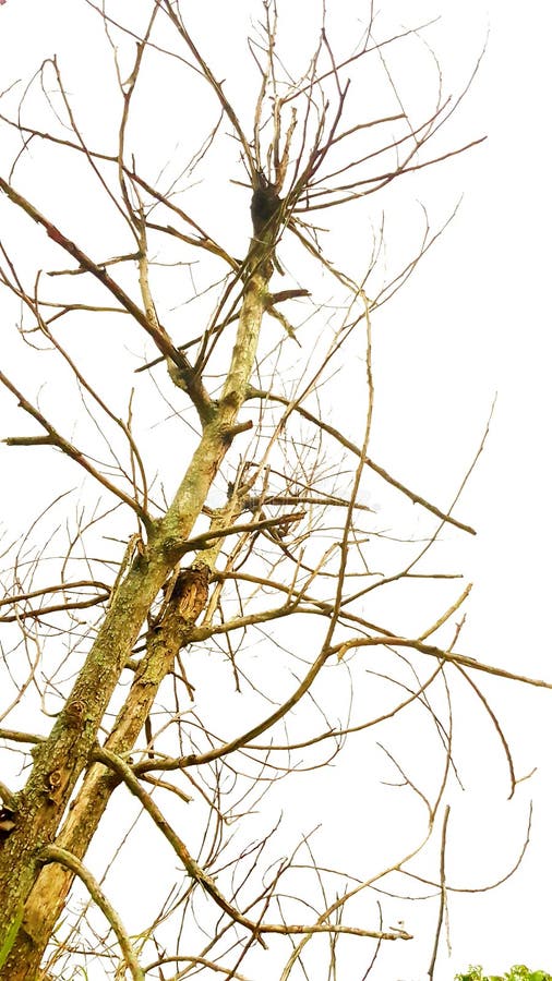 Dry Trees stock image. Image of morning, plants, natural - 254449543