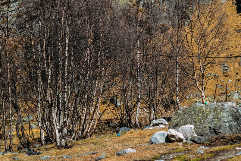 Dry Trees in Daylight and Summer Time Stock Photo - Image of time ...