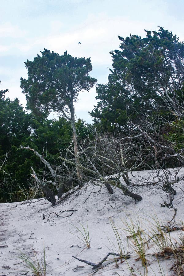 Dry Trees on the Dunes on the Sandy Shore of the Ocean, Island Beach ...