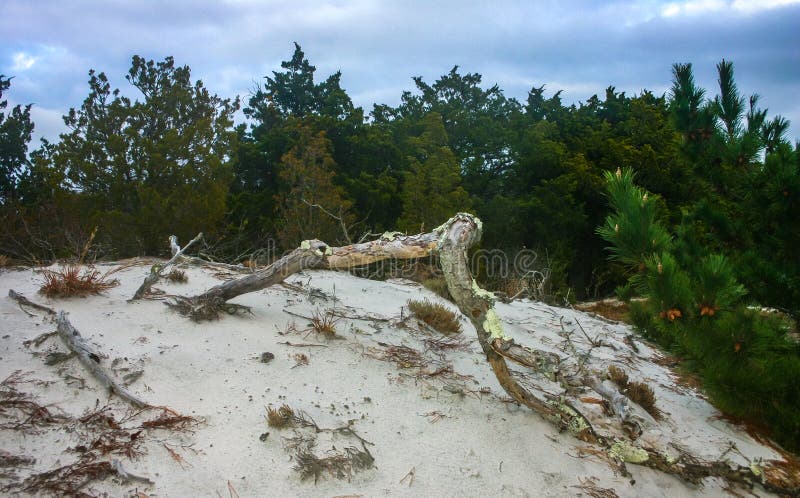 Dry Trees on the Dunes on the Sandy Shore of the Ocean, Island Beach ...
