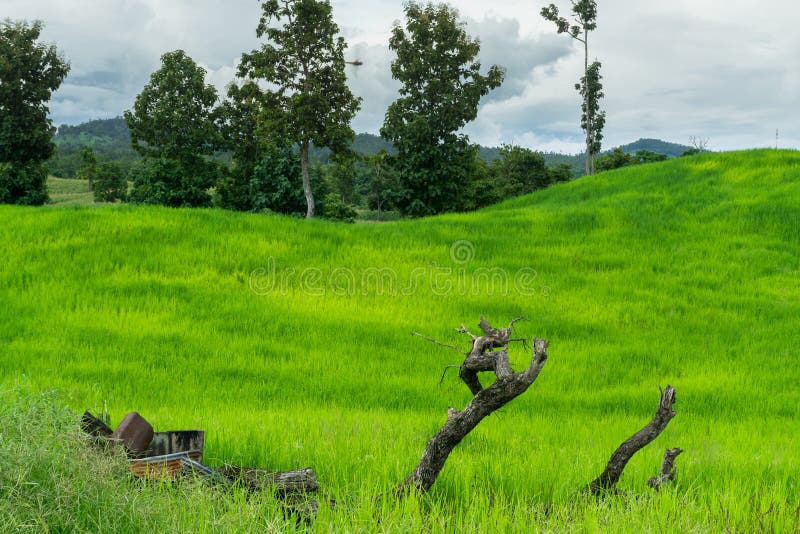 Dry Trees Fall in the Green Rice Fields Stock Image - Image of tree ...