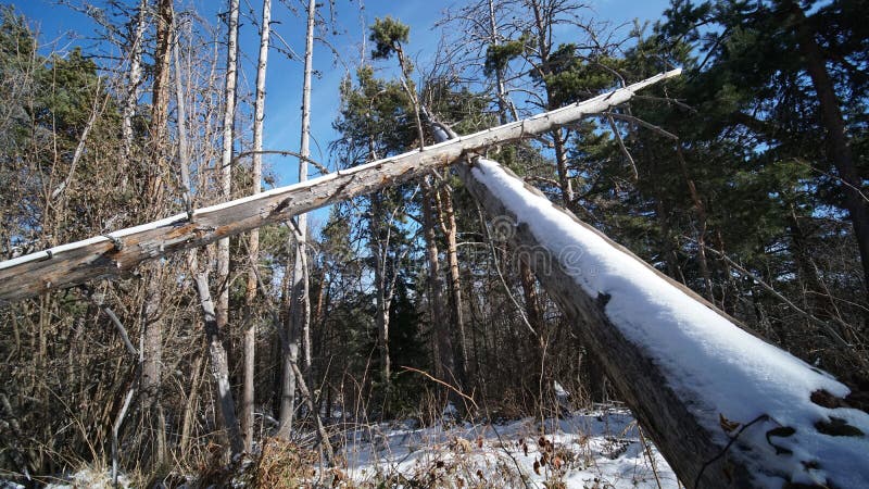 Dry trees fell stock photo. Image of wood, winter, blue - 171145046