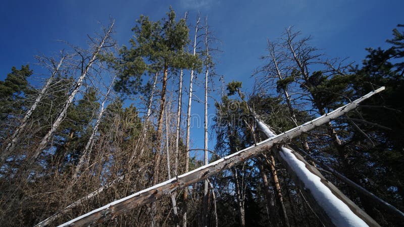 Dry trees fell stock photo. Image of wood, mountain - 171145134