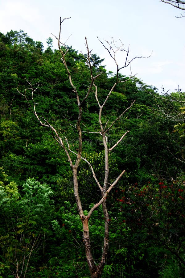 Dry Trees after a Long Dry Season Stock Photo - Image of leaf, sunlight ...