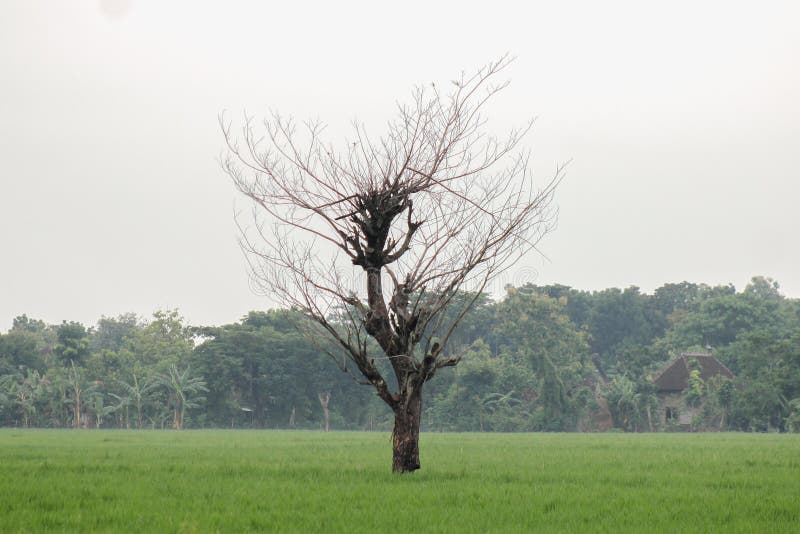 Dry Trees in the Middle of Fertile Rice Fields Stock Photo - Image of ...