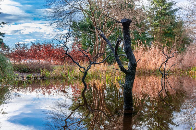 Dry Trees in the Middle of the Water, Reflection in the Water, Natural ...