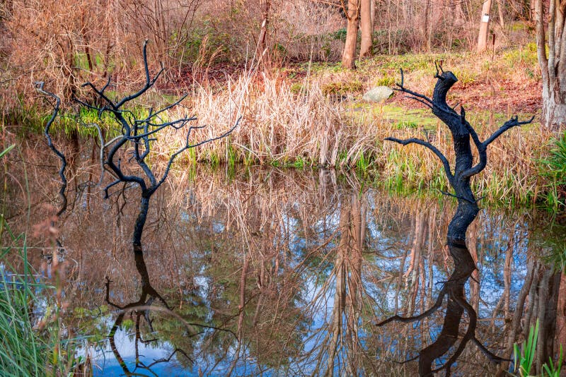 Dry Trees in the Middle of the Water, Reflection in the Water, Natural ...