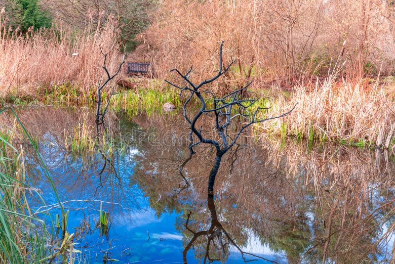 Dry Trees in the Middle of the Water, Reflection in the Water, Natural ...