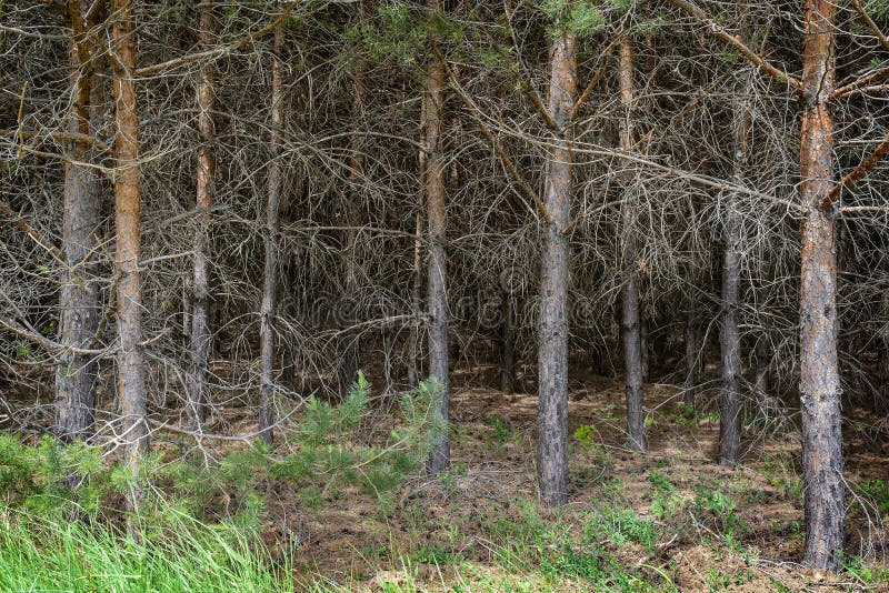 Dry Trees in a Dark Spruce Forest Stock Image - Image of disboscation ...