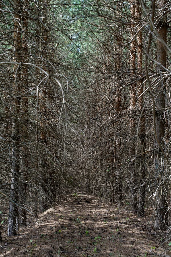 Dry Trees in a Dark Spruce Forest Stock Photo - Image of outdoors ...
