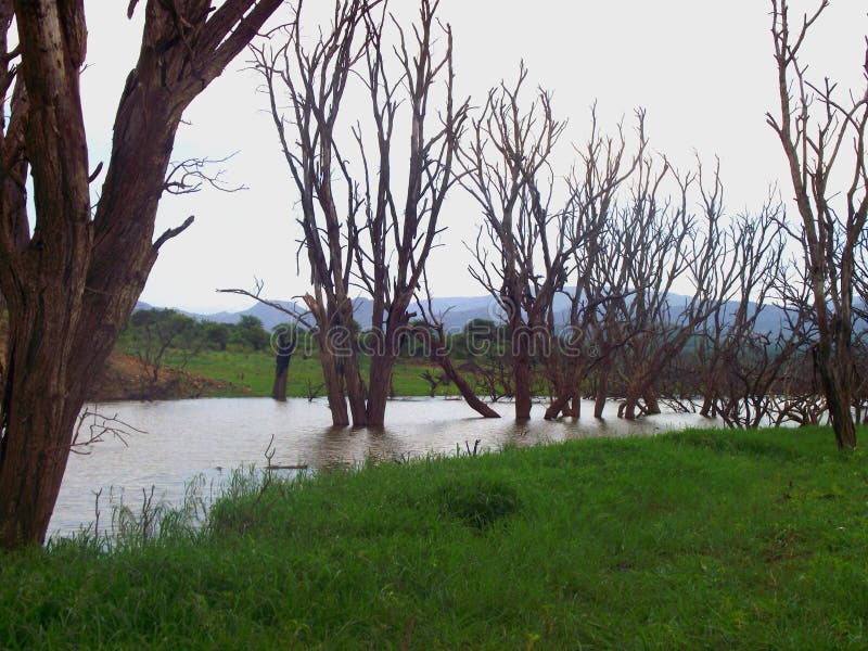 Dry trees in a river editorial photography. Image of river - 167629462