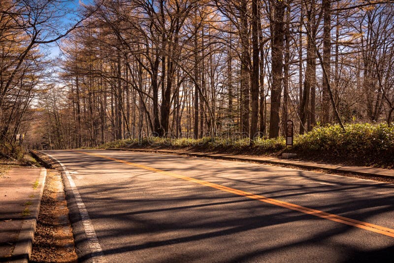 Dry Trees by the Road Inside of Forest Stock Image - Image of tochigi ...