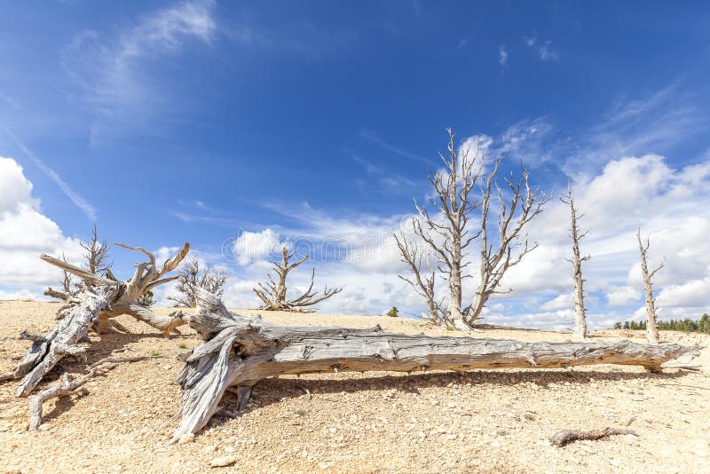 Dry Trees on Sand Dunes, Death Valley Desert, USA Stock Image - Image ...