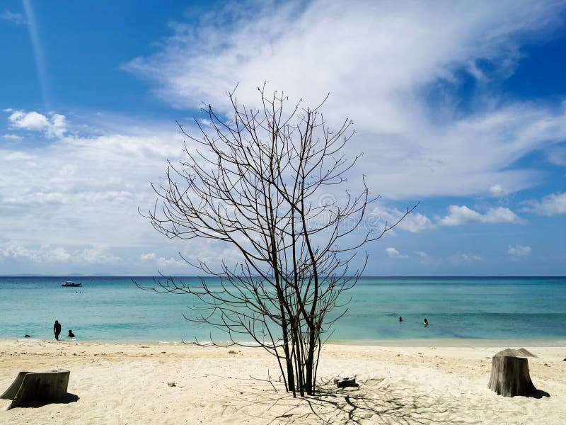 Dry Trees on the Sandy Beach Stock Image - Image of trees, beach: 248091995