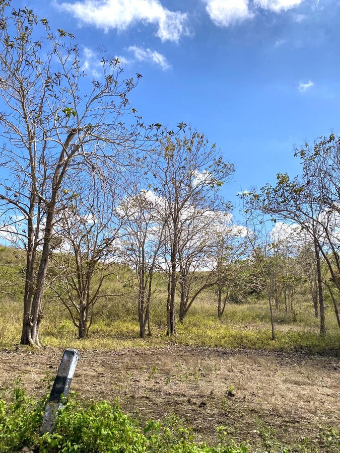 Dry Trees in Dry Season Under the Blue Sky Stock Image - Image of ...