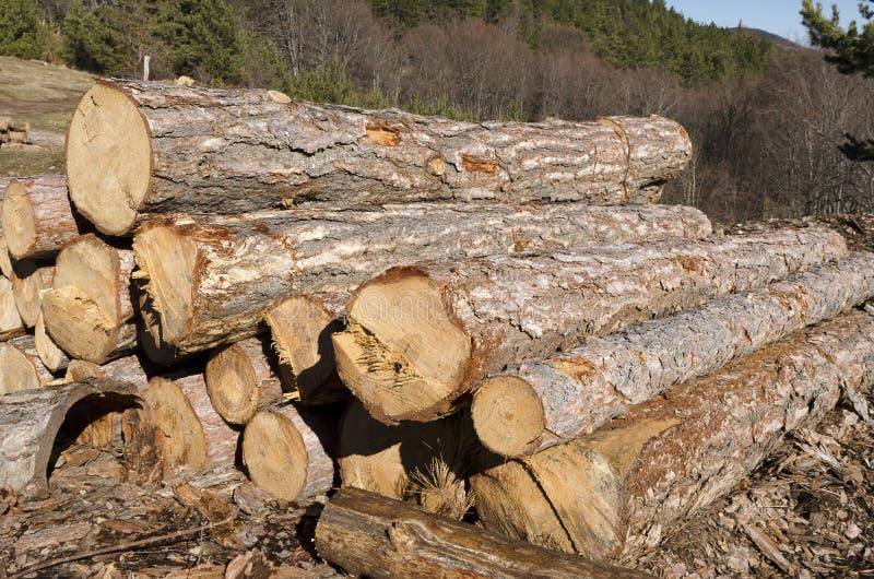 Dry Trees and Stack of Coniferous Timber in a Mountain Stock Photo ...