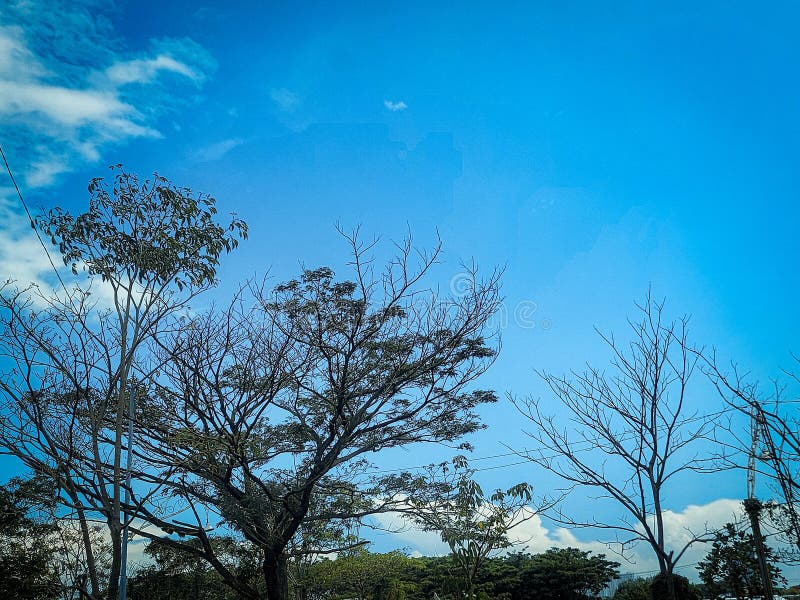 Dry trees in summer stock image. Image of blue, summer - 245510193