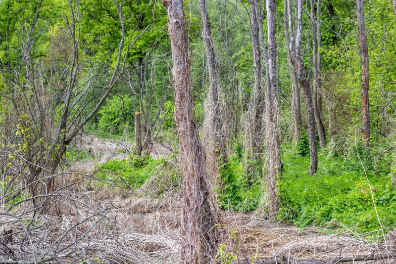 Dry trees in a swamp stock image. Image of flammable - 139624709