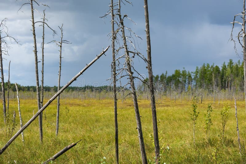 Dry Trees in Swamps Against Blue Sky with Clouds. Dead Trees in the ...
