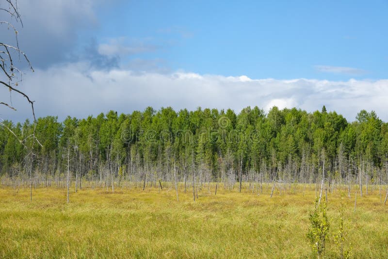 Dry Trees in Swamps Against Blue Sky with Clouds. Dead Trees in the ...