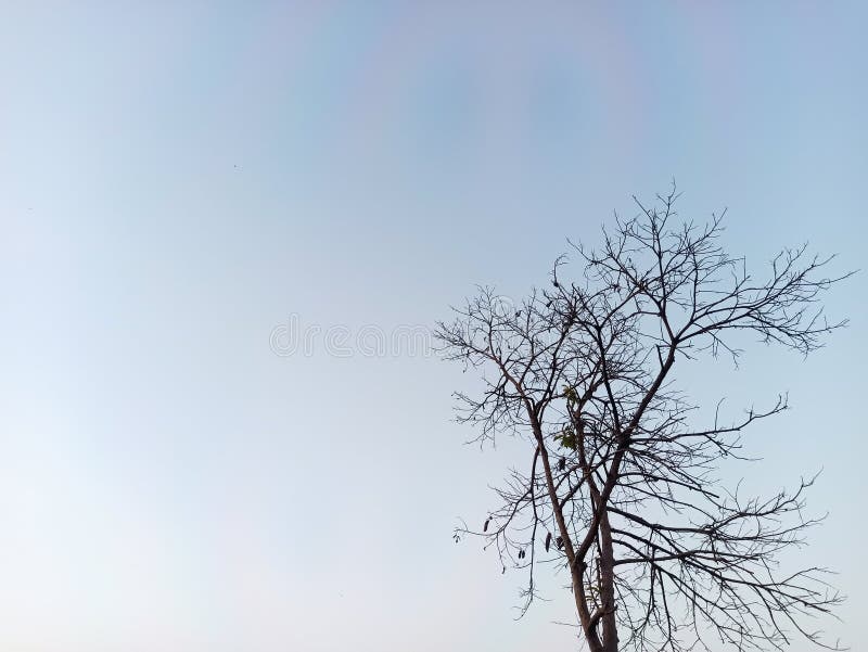 Dry Trees with only Twigs Left in the Dry Season during the Day Stock ...