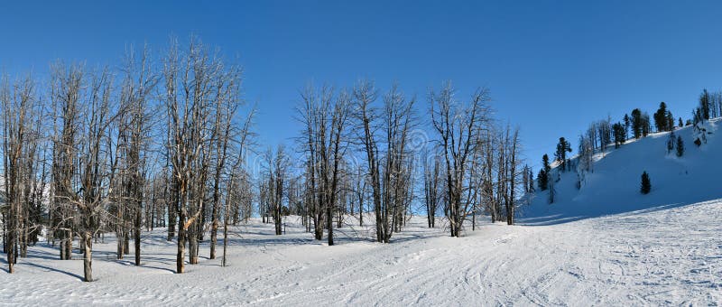 Dry trees winter snow stock photo. Image of space, cold - 87599192