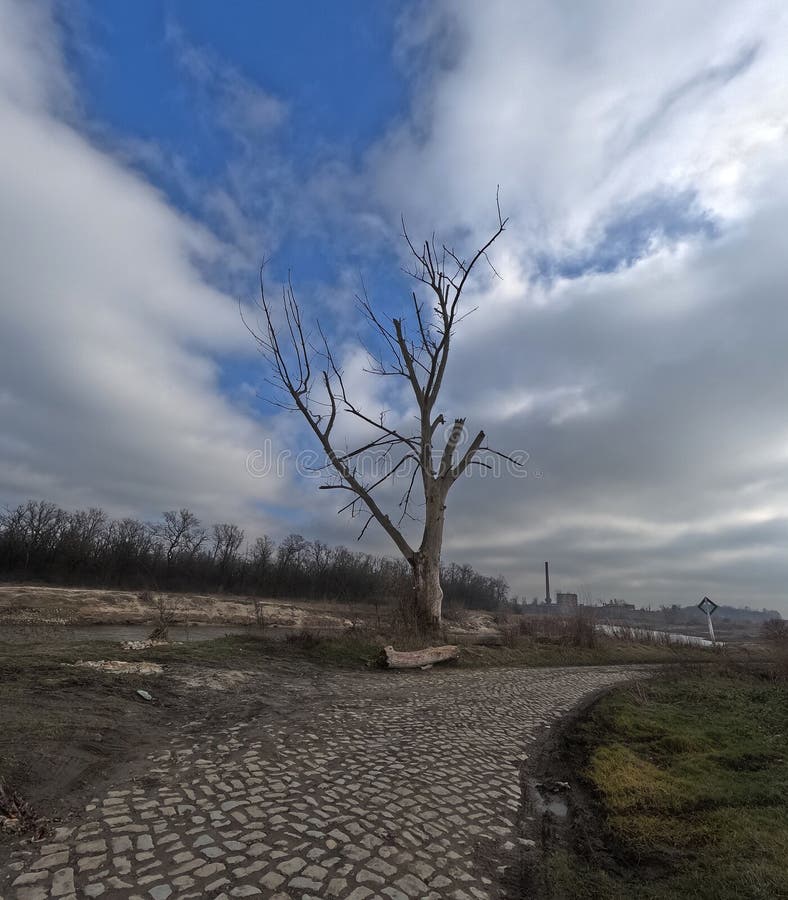 Dry Trunk of a Dead Tree with Branches without Leaves, a Dead Tree on ...