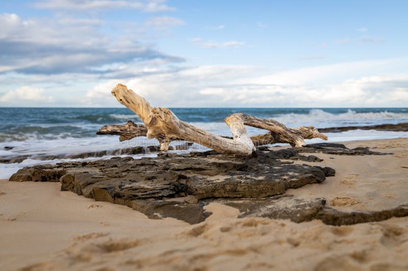 Dry Trunk on the Edge of the Sea. Dry Tree Brought by the Sea To the ...
