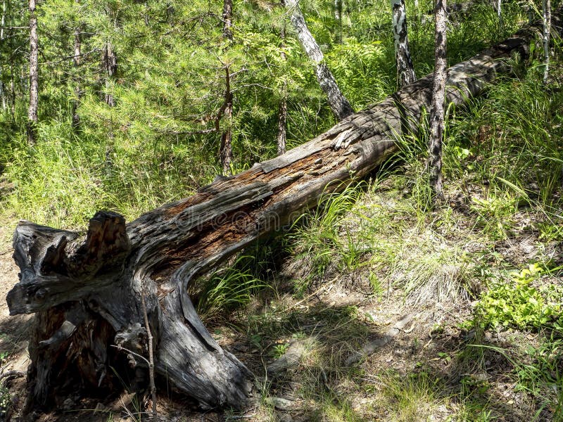 Dry Trunk of a Fallen Tree in the Forest among the Green Grass Stock ...