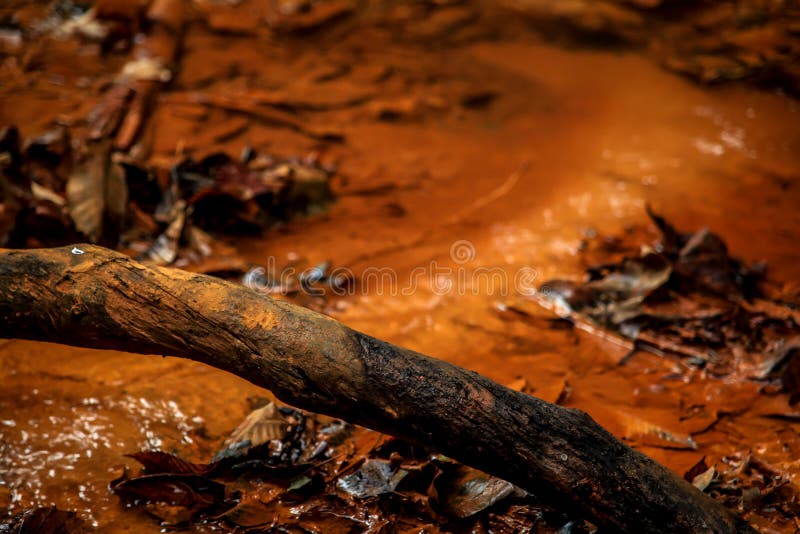 Dry Trunk. Mud Brown in the Background Stock Image - Image of nature ...