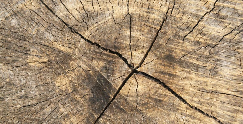 Dry Trunk Profile with Actinomorphous Chapped Stock Photo - Image of ...