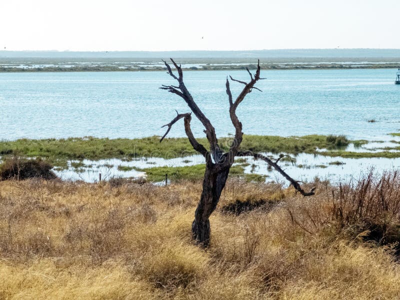 Dry Trunk on the Shore of Marsh Arida Stock Photo - Image of marsh ...