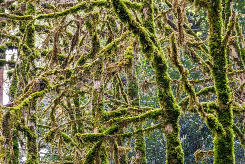 Dry Trunks And Branches Of Trees, Completely Covered With Moss Stock ...