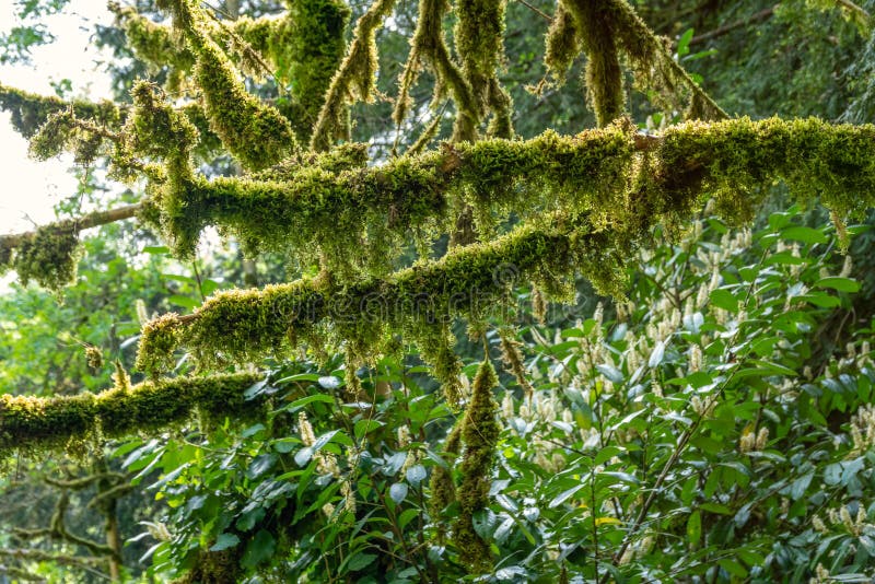 Dry Trunks and Branches of Trees, Completely Covered with Moss Stock ...
